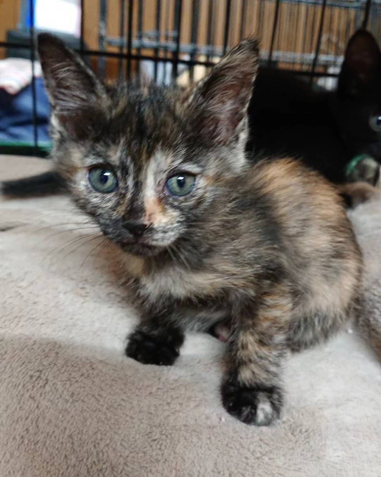 「小豆ときな粉の団子三兄妹...」広島県 - 猫の里親募集(475474) :: ペットのおうち【里親決定25万頭！】