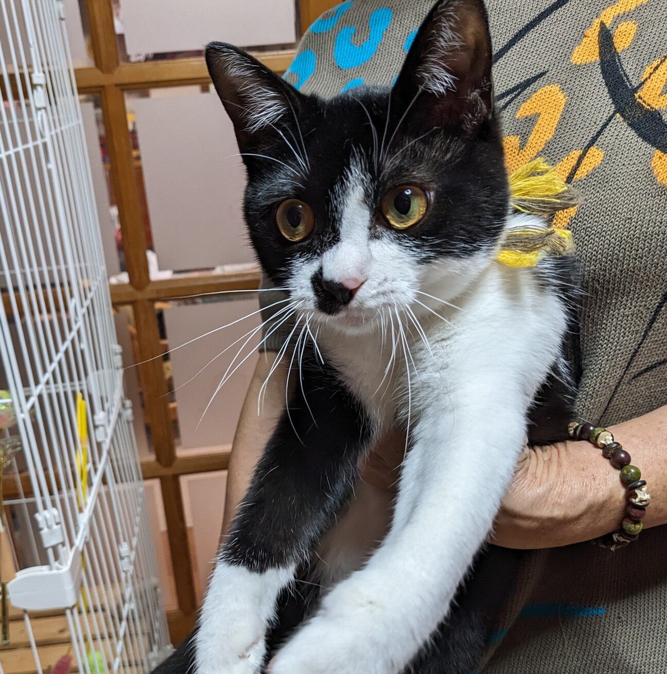 「僕、超〜人なつっこい子猫...」東京都 - 猫の里親募集(475752) :: ペットのおうち【里親決定25万頭！】