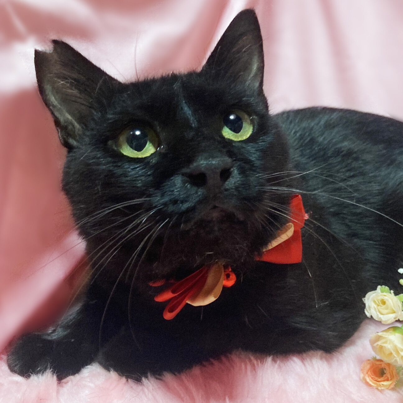 「ずっしり！6キロ超えの大...」東京都 - 猫の里親募集(475787) :: ペットのおうち【里親決定25万頭！】