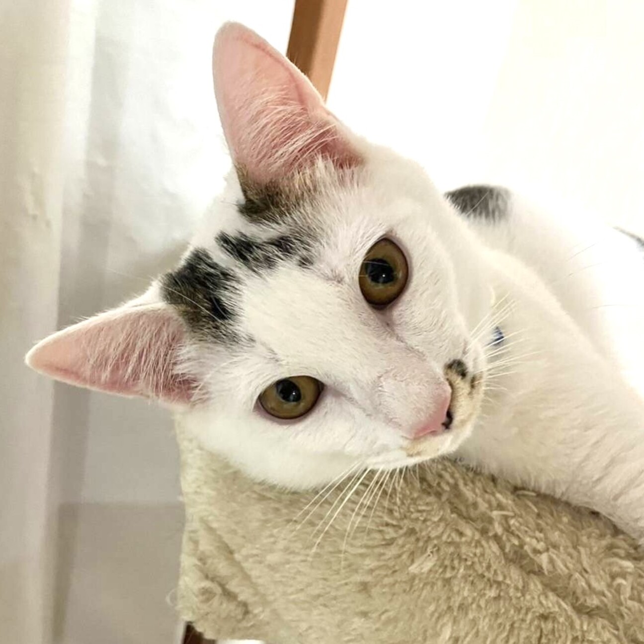 「人慣れしています！子猫の...」奈良県 - 猫の里親募集(460427) :: ペットのおうち【里親決定25万頭！】