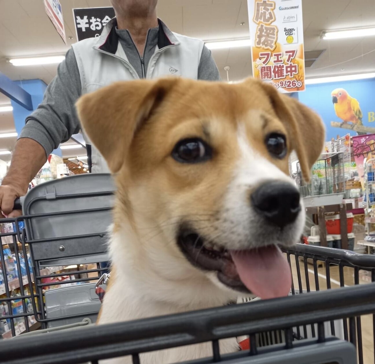 「甘え上手の元気な男の子。...」北海道 - 犬の里親募集(475998) :: ペットのおうち【里親決定28万頭！】