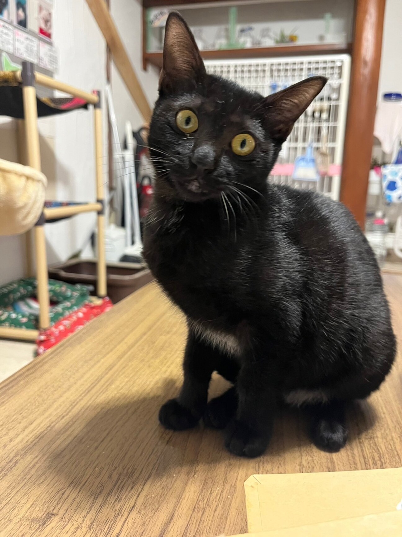 「小柄ちっちゃな黒猫ちゃん」奈良県 - 猫の里親募集(476277) :: ペットのおうち【里親決定25万頭！】