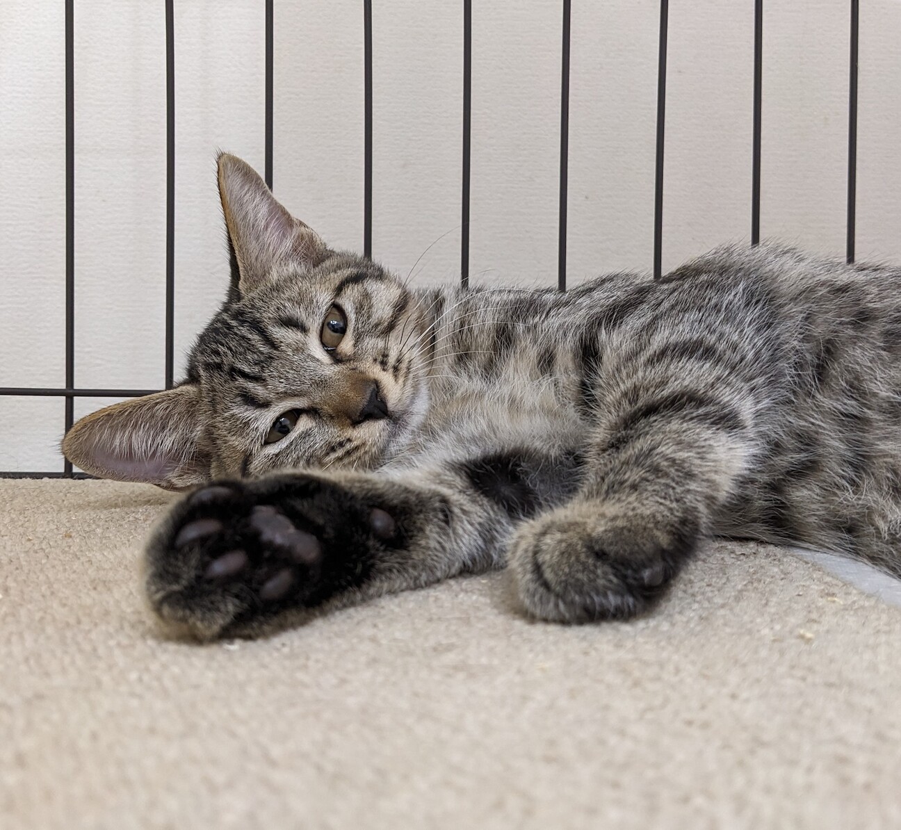 11/19東日本橋】お...」東京都 - 猫の里親募集(476573) :: ペットのおうち【里親決定29万頭！】