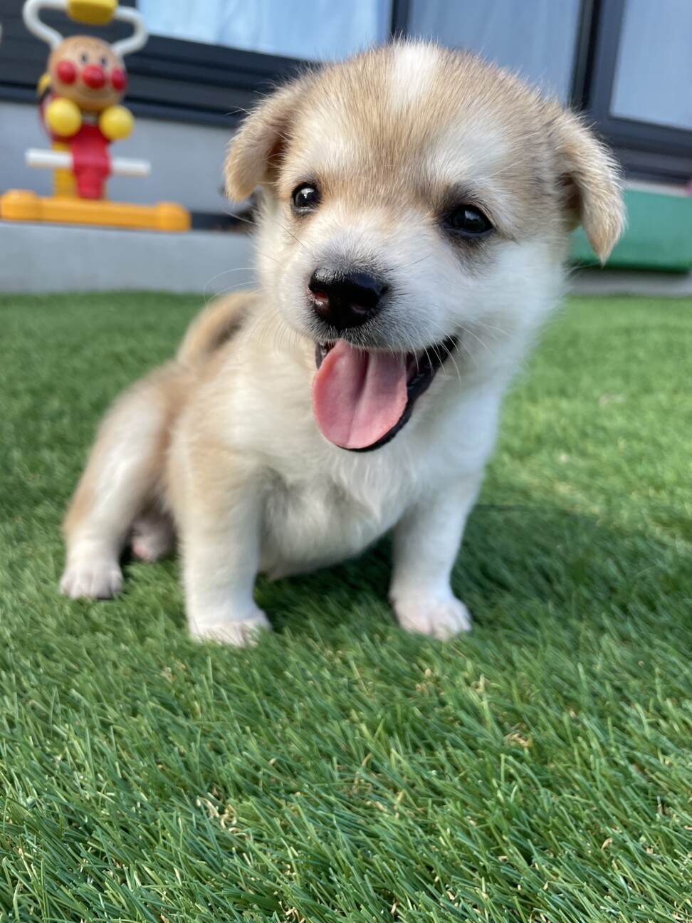 haru_har さん :: ペットのおうち【里親決定28万頭！】