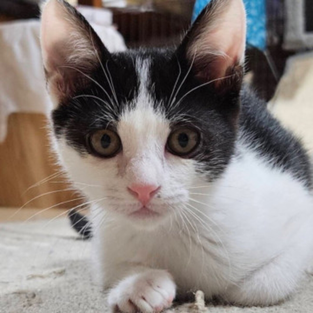 「6兄妹可愛い黒白猫リーザ...」東京都 - 猫の里親募集(477375) :: ペットのおうち【里親決定25万頭！】