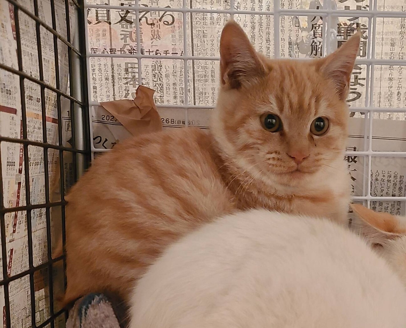 「クリーム茶トラ猫ちゃん去勢済み」愛知県 - 猫の里親募集(477402) :: ペットのおうち【里親決定25万頭！】