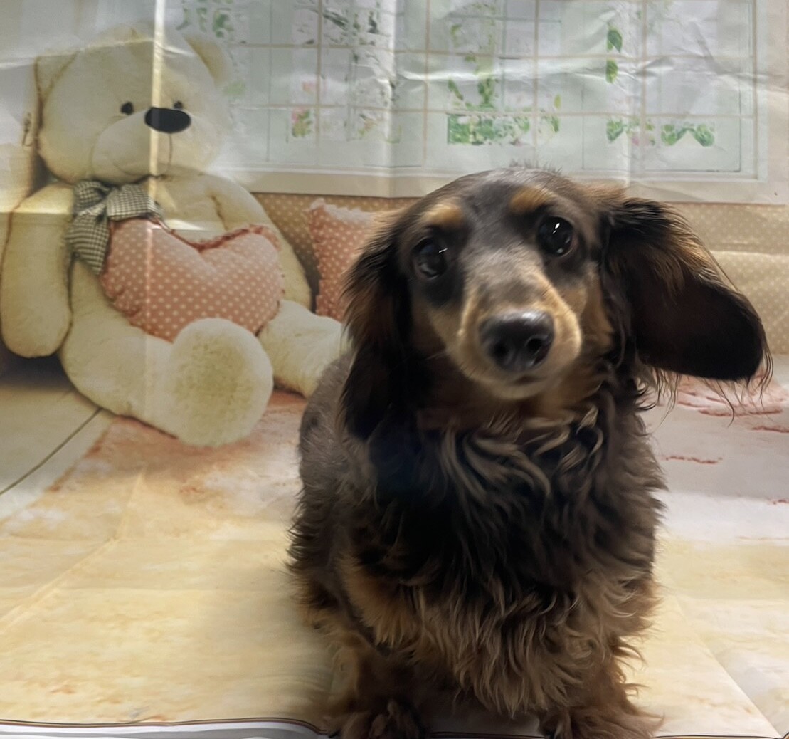 「明るい性格のダックスちゃ...」静岡県 - 犬の里親募集(478062) 3枚目の画像 :: ペットのおうち【里親決定25万頭！】