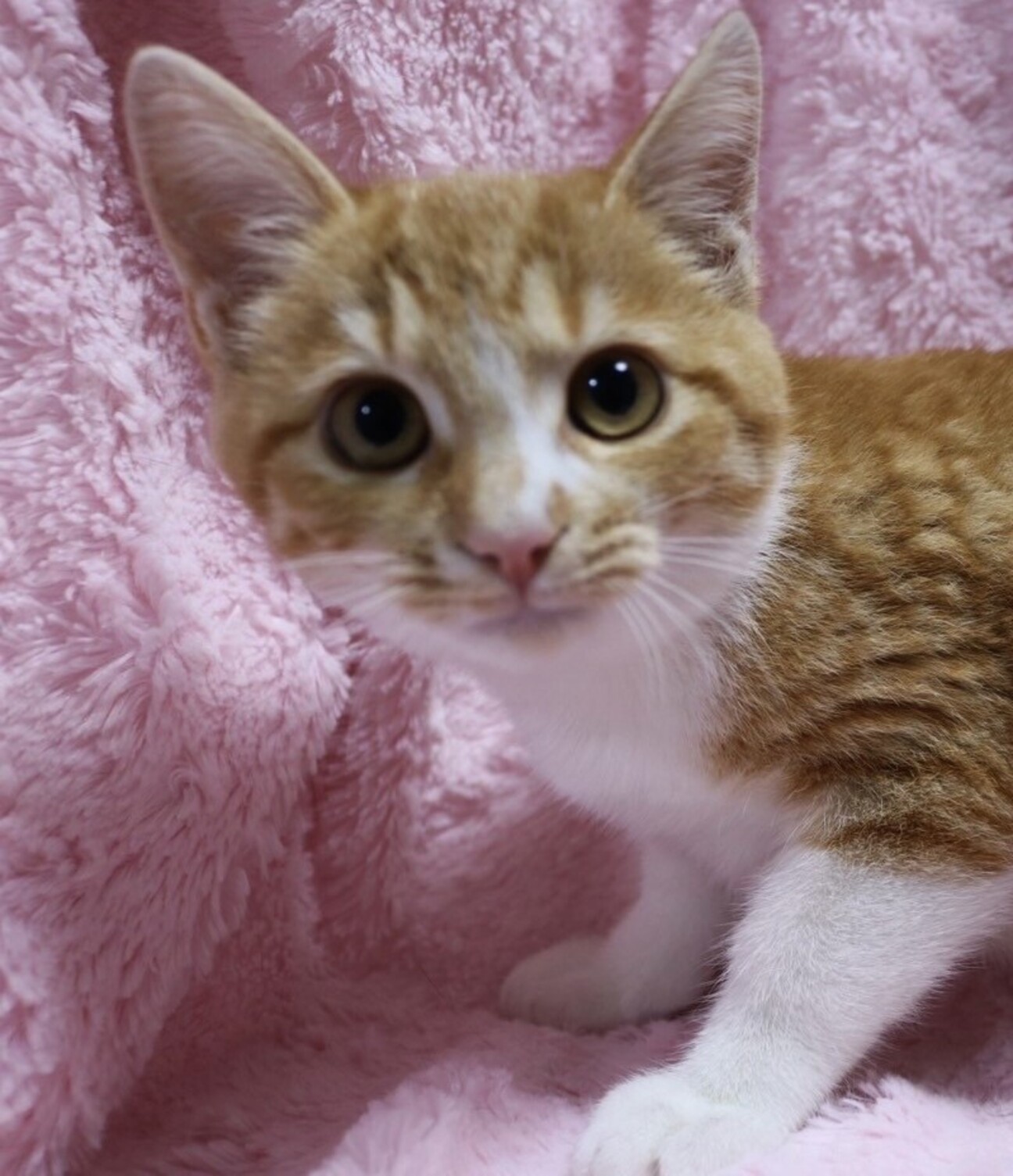 12/24東銀座】みか...」東京都 - 猫の里親募集(478392) :: ペットのおうち【里親決定29万頭！】