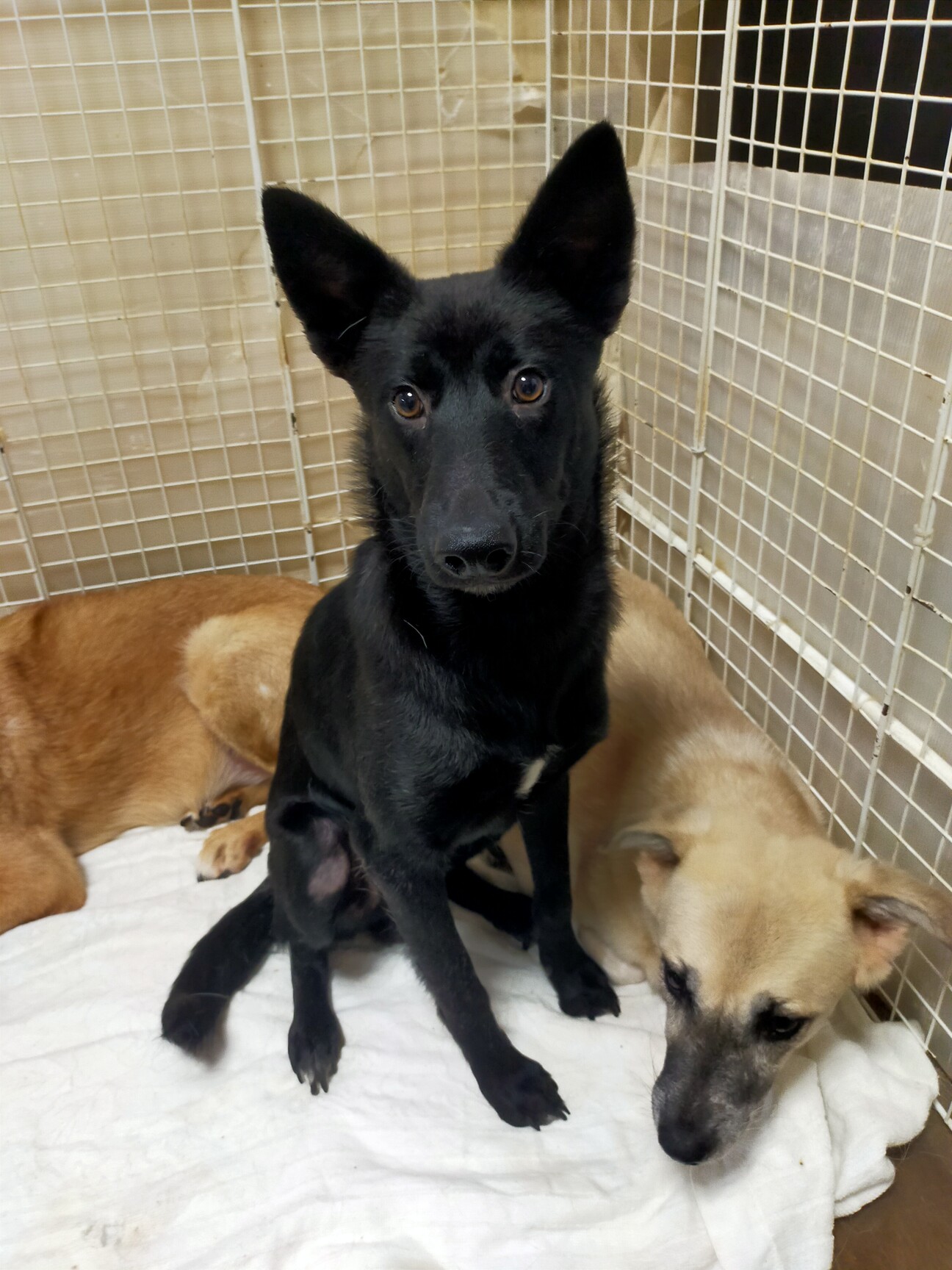 「イケメン男子の左門(さもん)♡」大阪府 - 犬の里親募集(478769) :: ペットのおうち【里親決定29万頭！】