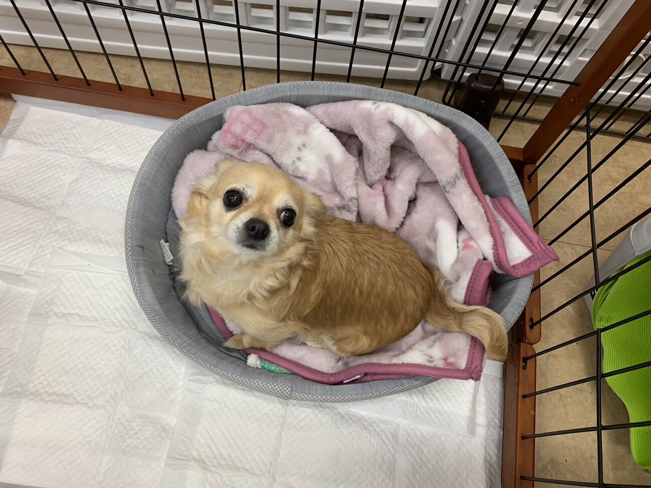 「ヤキモチ妬きのチワワのラ...」大阪府 - 犬の里親募集(478823) 3枚目の画像 :: ペットのおうち【里親決定25万頭！】