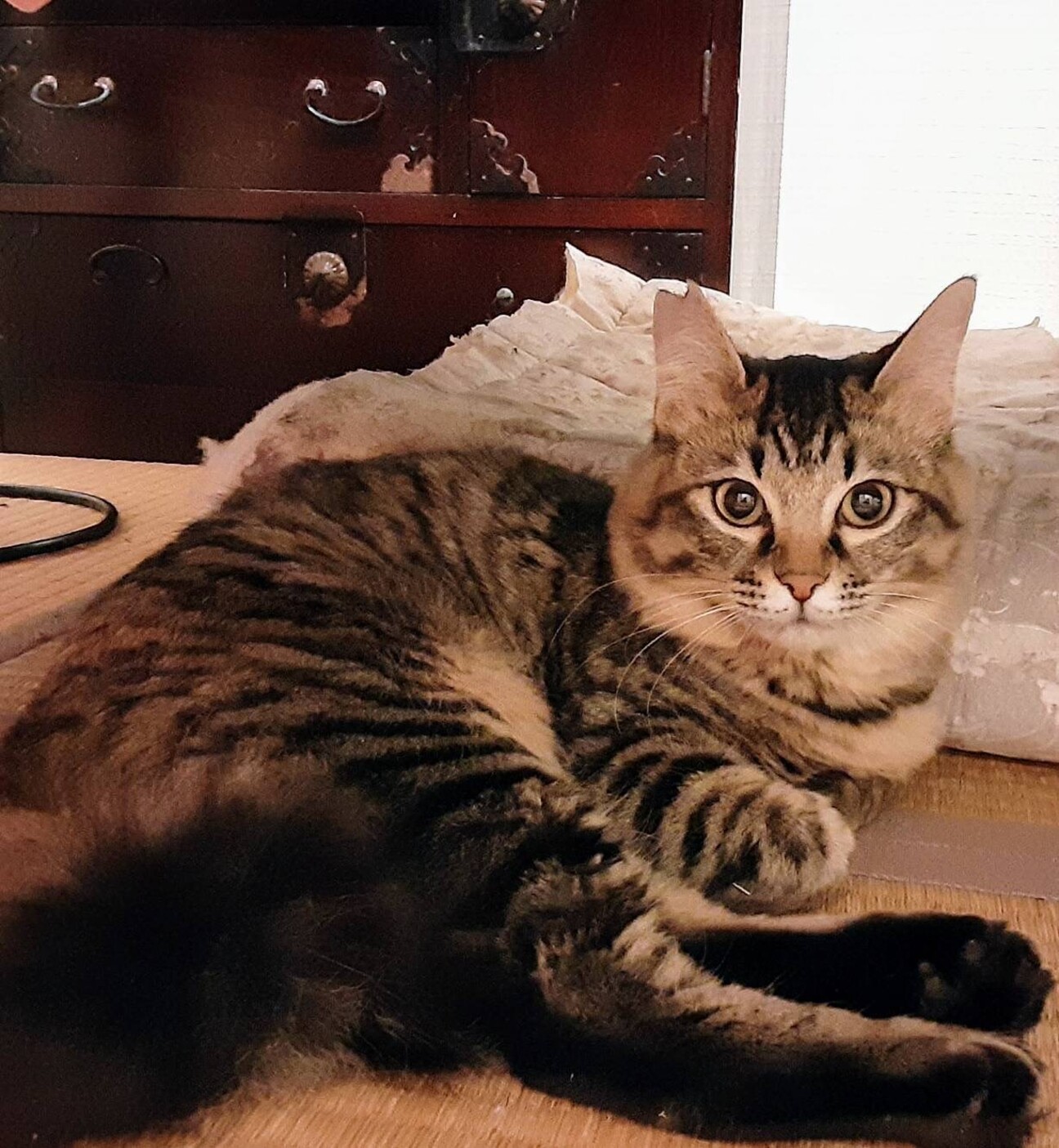 「ゴージャスな尻尾が自慢の...」愛知県 - 猫の里親募集(479283) :: ペットのおうち【里親決定28万頭！】