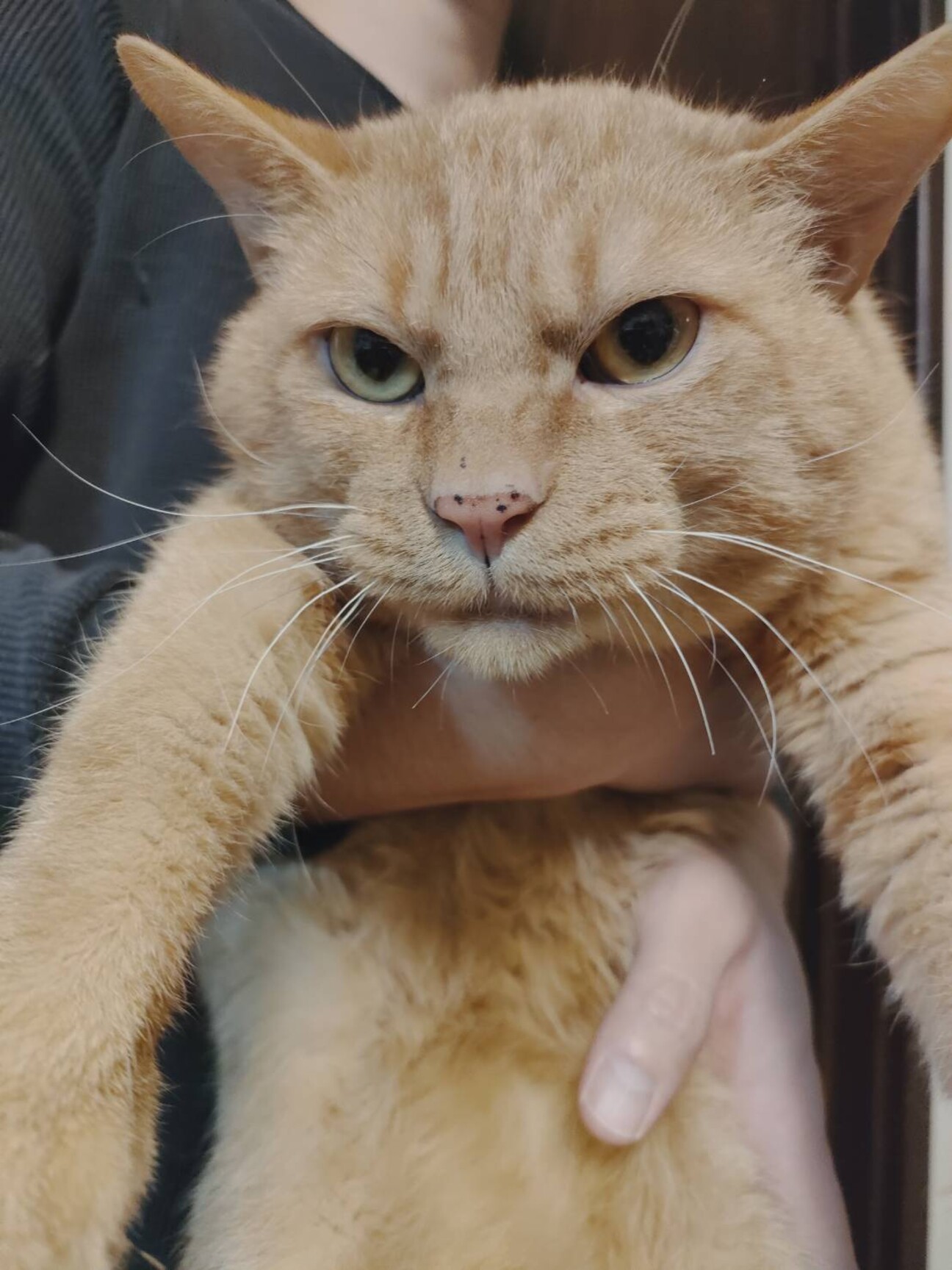 「とにかくデカイ！ オンくん」東京都 - 猫の里親募集(479772) 2枚目の画像 :: ペットのおうち【里親決定25万頭！】