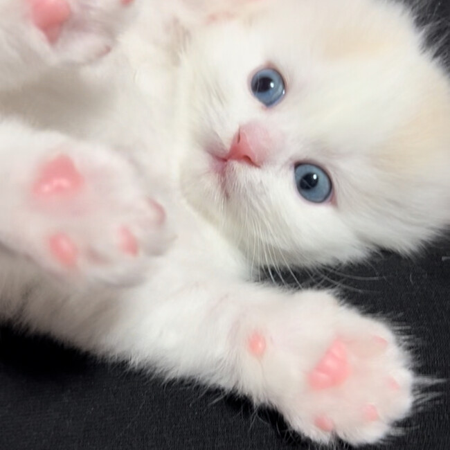 M222 さん :: ペットのおうち【里親決定25万頭！】