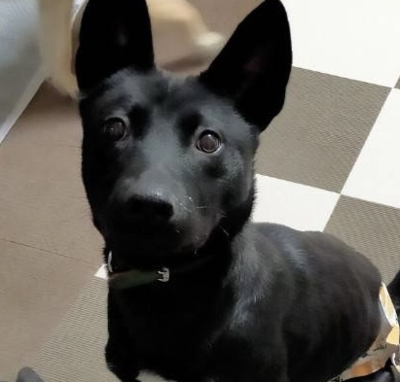 「カッコイイビスコくん☆」岡山県 - 犬の里親募集(480780) 2枚目の画像 :: ペットのおうち【里親決定25万頭！】