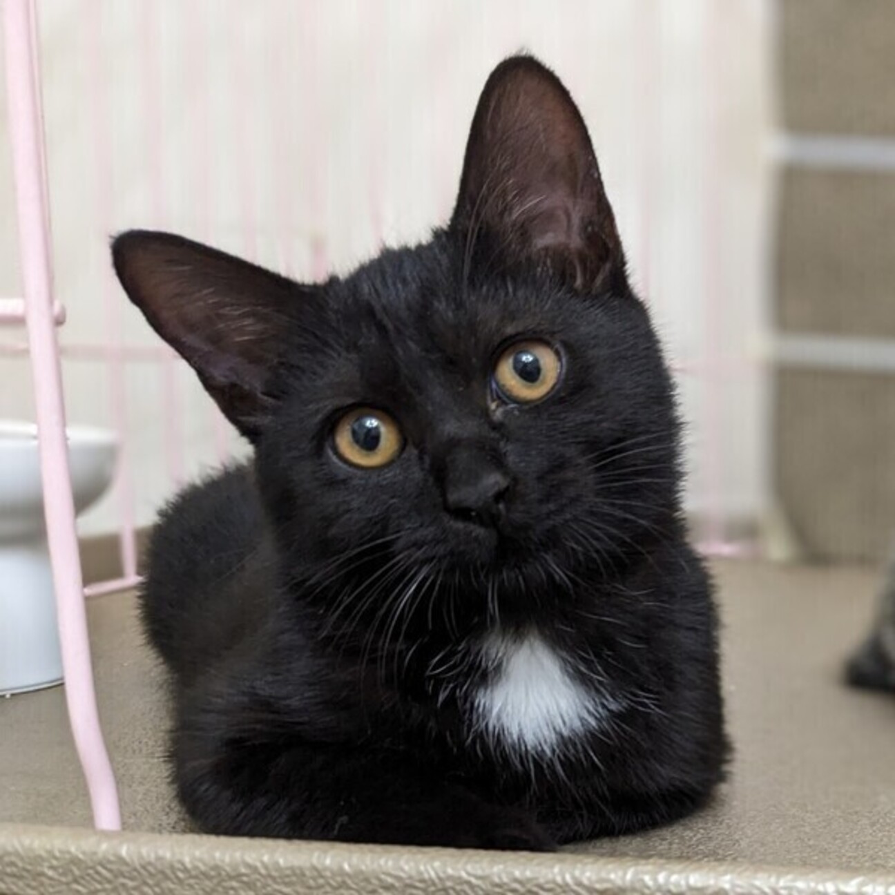 1/14東日本橋】立派...」東京都 - 猫の里親募集(480796) :: ペットのおうち【里親決定28万頭！】