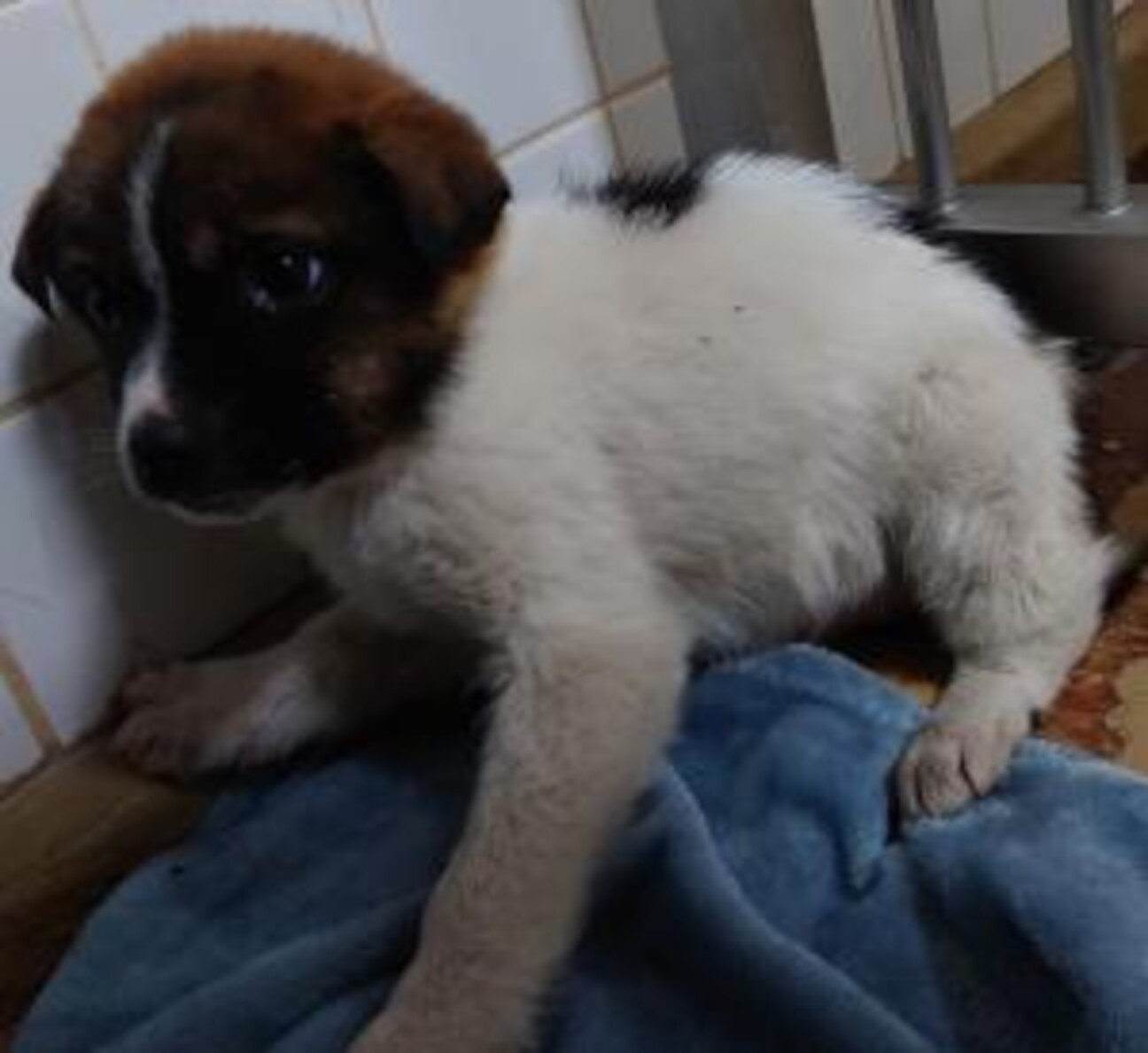 「一般譲渡優先期間1月11日迄」山口県 - 犬の里親募集(480807) :: ペットのおうち【里親決定25万頭！】