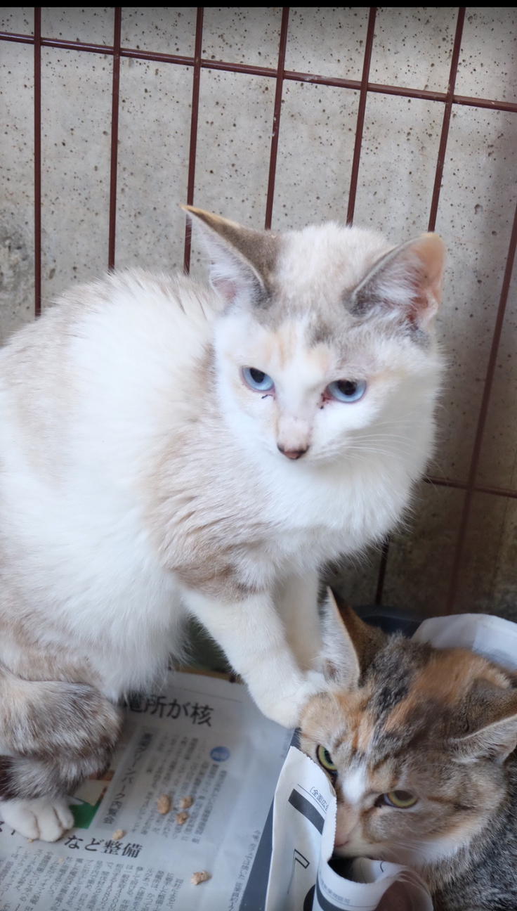 「パステル三毛のラムネちゃん」岡山県 - 猫の里親募集(480942) 3枚目の画像 :: ペットのおうち【里親決定25万頭！】