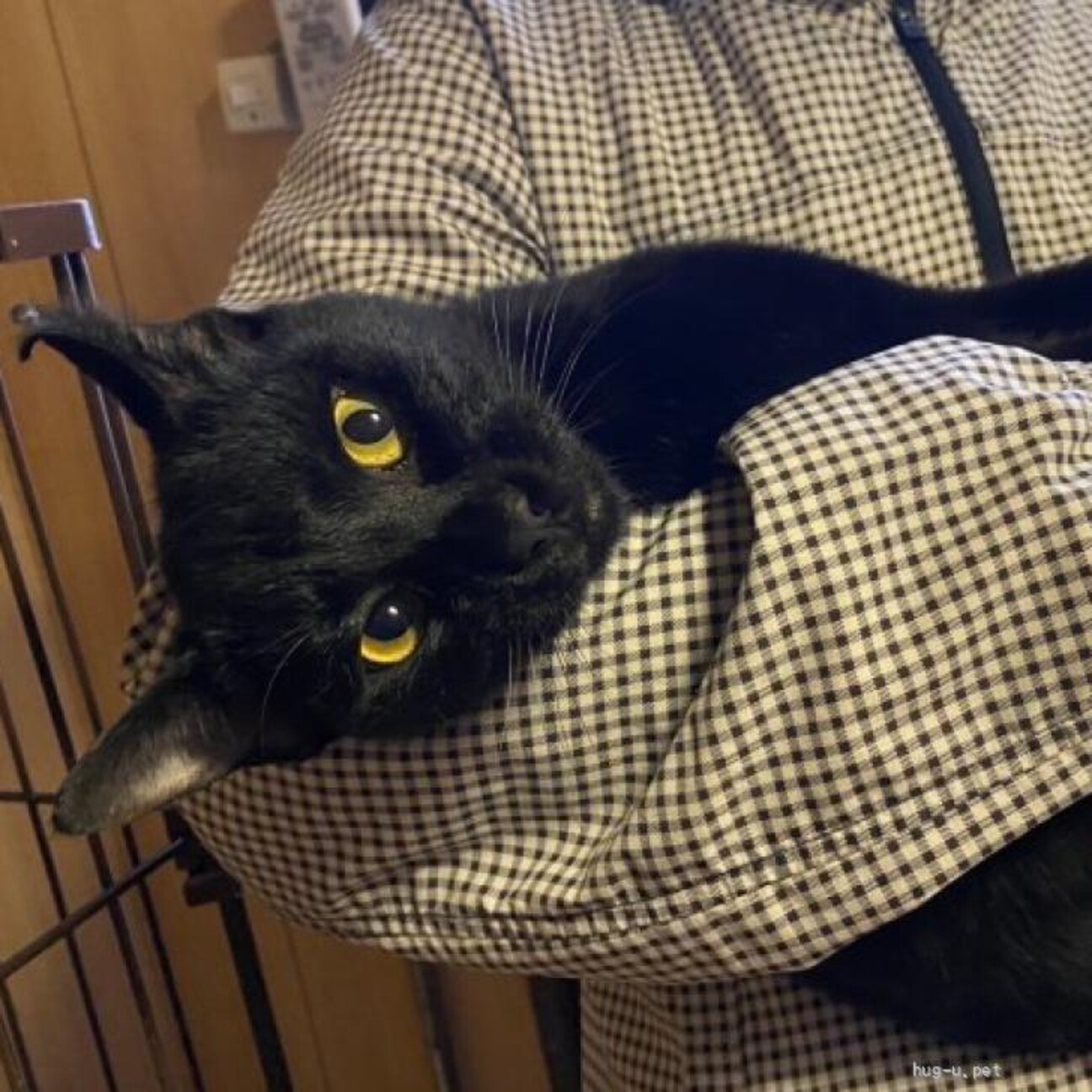 「猫飼い初心者様必見 なつおくん」和歌山県 - 猫の里親募集(481086) :: ペットのおうち【里親決定25万頭！】