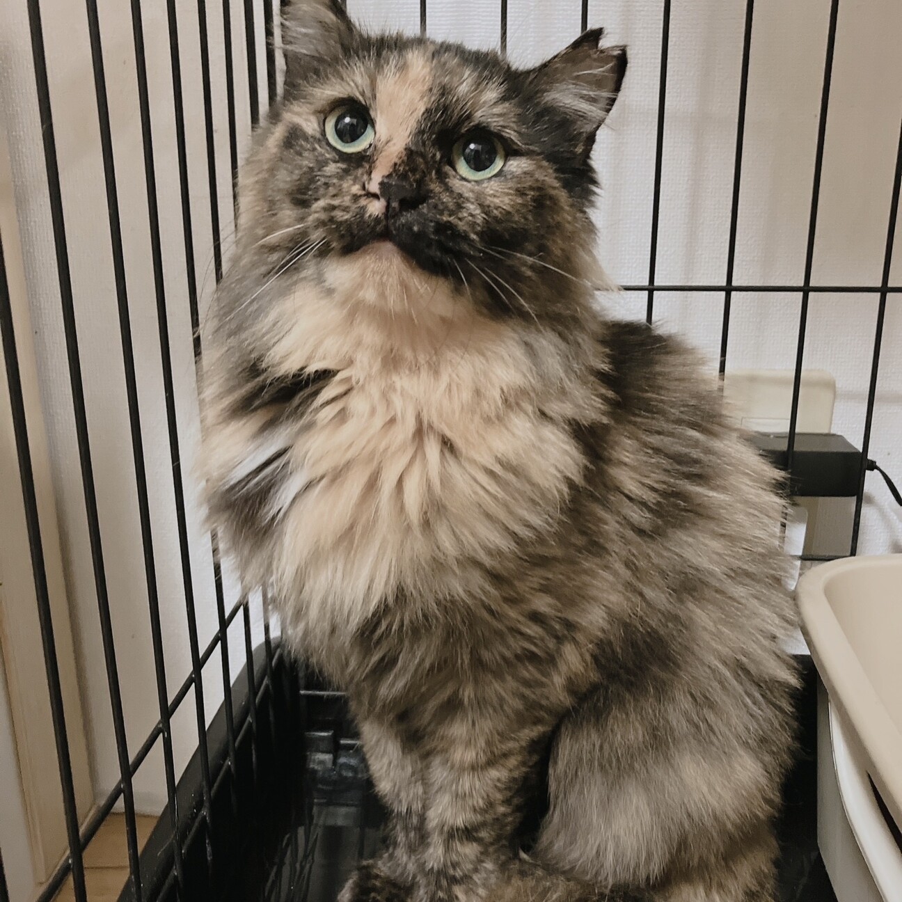 「長毛サビネコ月乃ちゃん」千葉県 - 猫の里親募集(481095) 2枚目の画像 :: ペットのおうち【里親決定25万頭！】