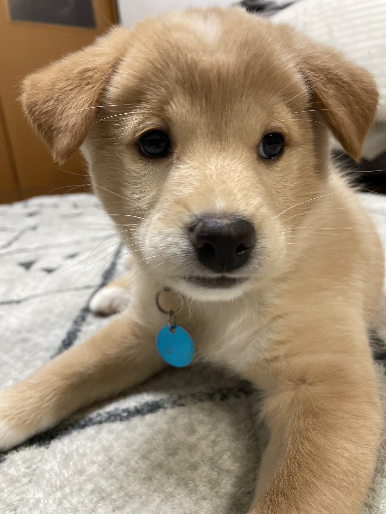 「おもち 女の子」千葉県 - 犬の里親募集(481331) :: ペットのおうち【里親決定28万頭！】