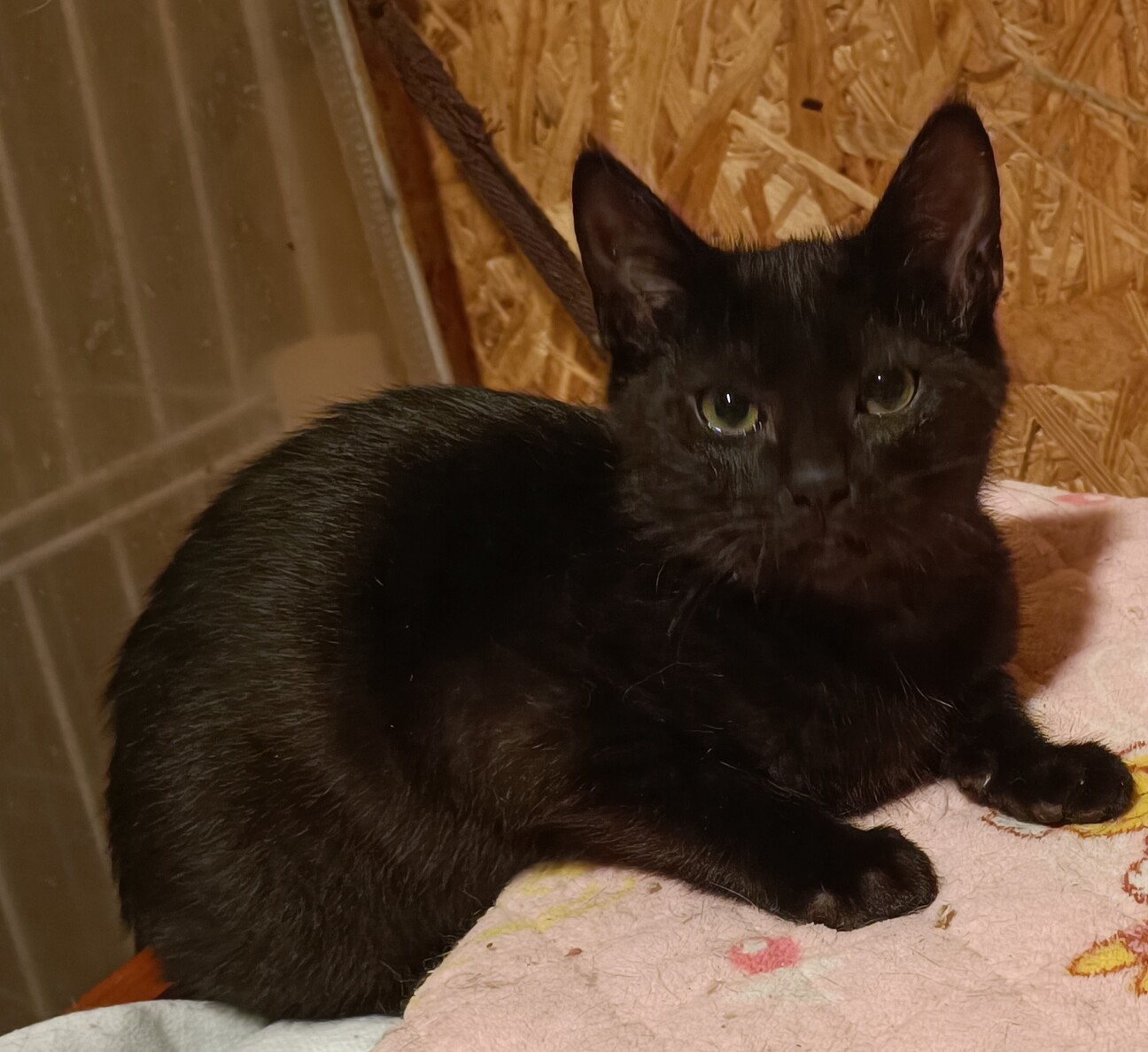 「とても可愛い黒子猫」茨城県 - 猫の里親募集(480836) :: ペットのおうち【里親決定25万頭！】