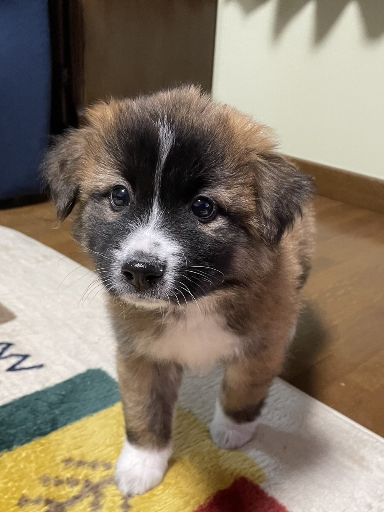「人が大好き！ホットくん」山口県 - 犬の里親募集(481375) 4枚目の画像 :: ペットのおうち【里親決定25万頭！】
