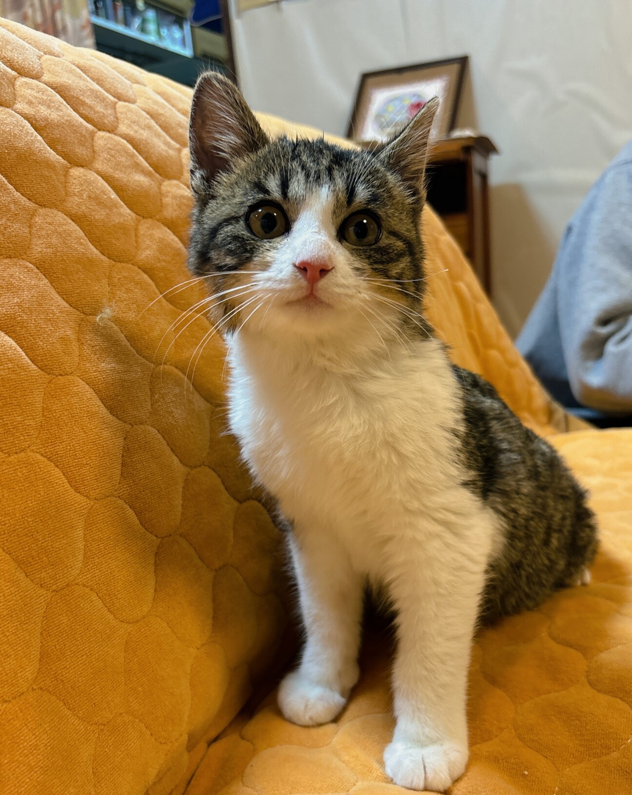 1/28東銀座】翔平く...」東京都 - 猫の里親募集(482158) 3枚目の画像 :: ペットのおうち【里親決定25万頭！】