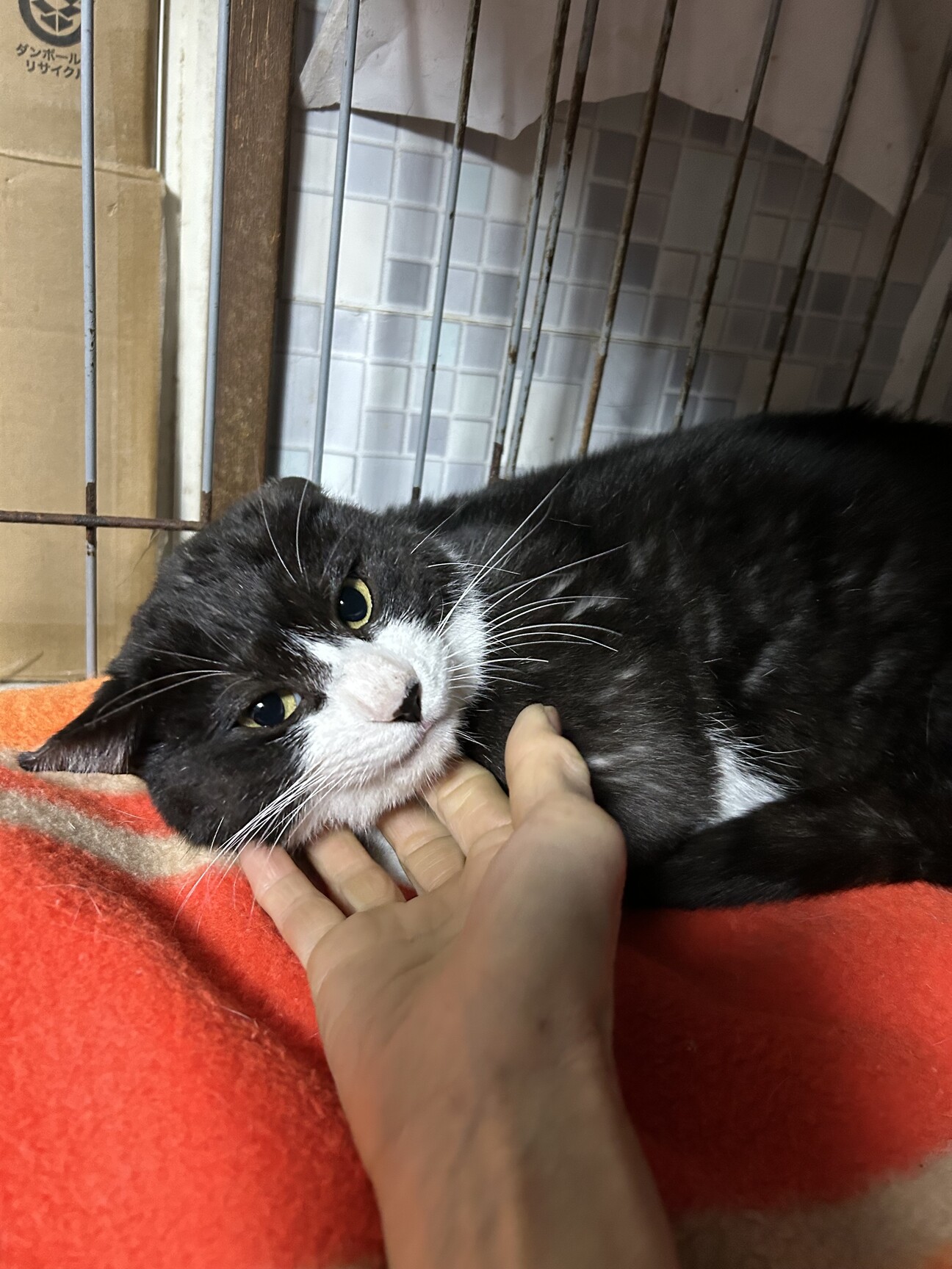 「2歳 白黒ハチワレ猫 甘...」大阪府 - 猫の里親募集(482506) :: ペットのおうち【里親決定25万頭！】