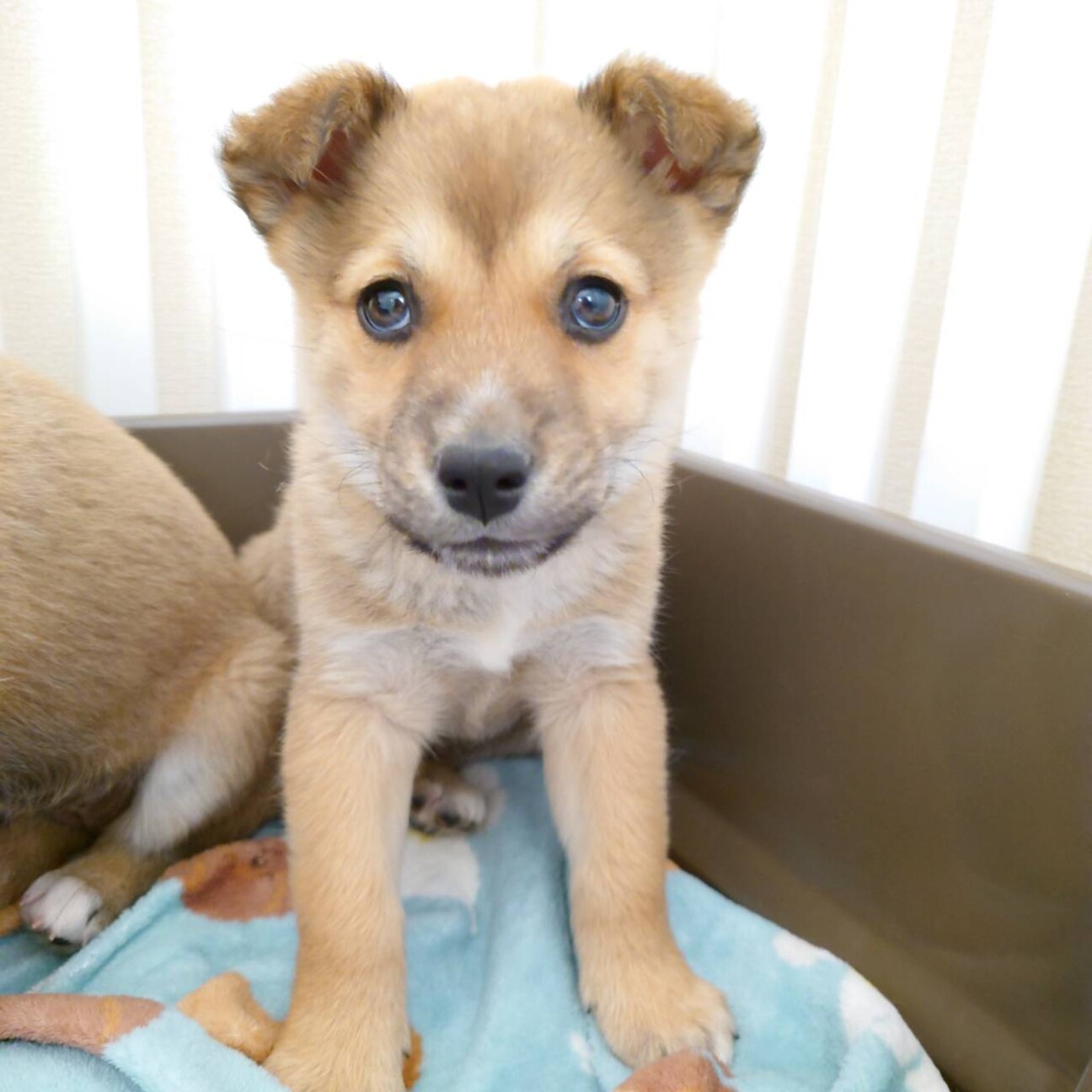 「2/4さいたま市桜区参加...」埼玉県 - 犬の里親募集(482639) 4枚目の画像 :: ペットのおうち【里親決定25万頭！】