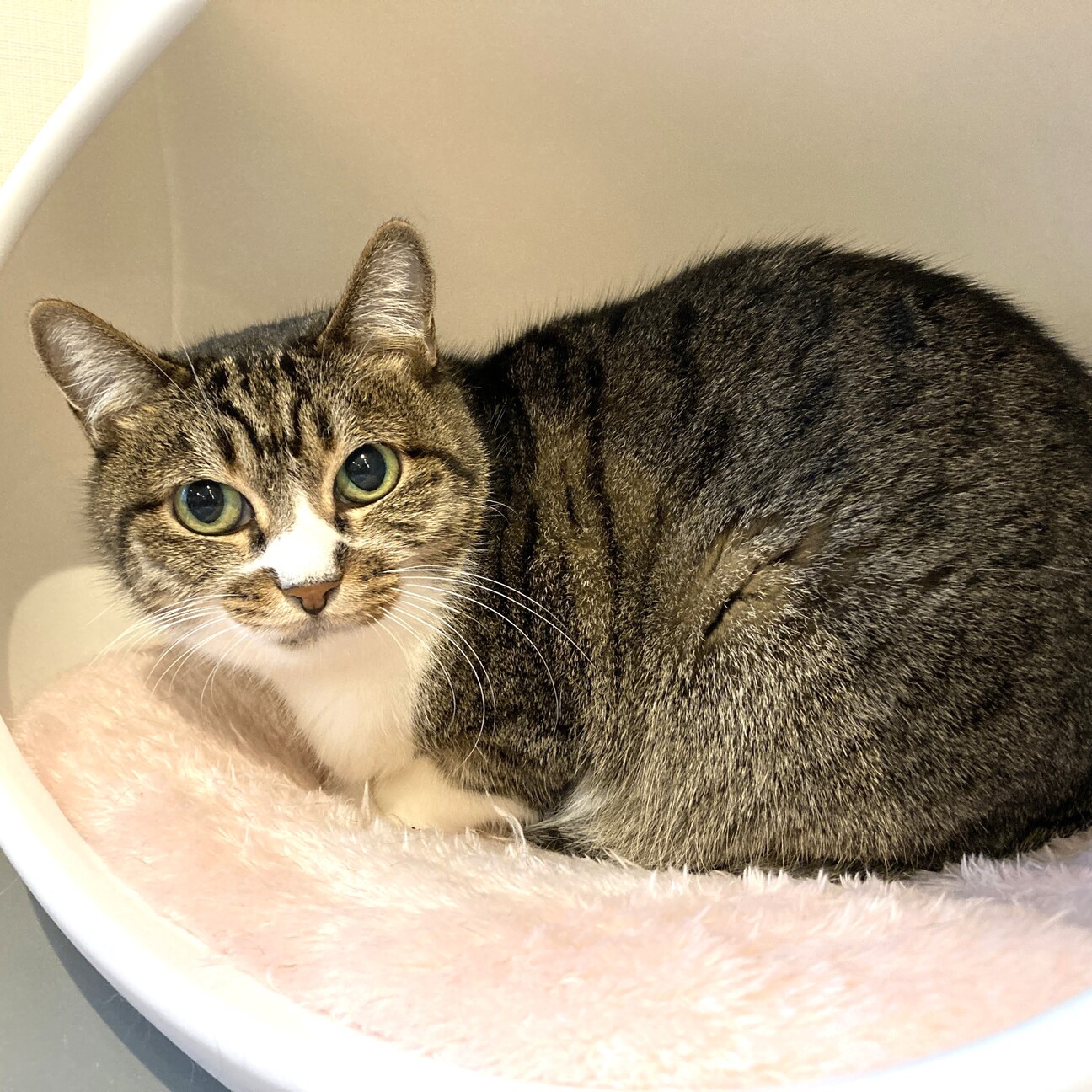 めぐみ】身体の小さな女の子」東京都 - 猫の里親募集(477652) :: ペットのおうち【里親決定29万頭！】