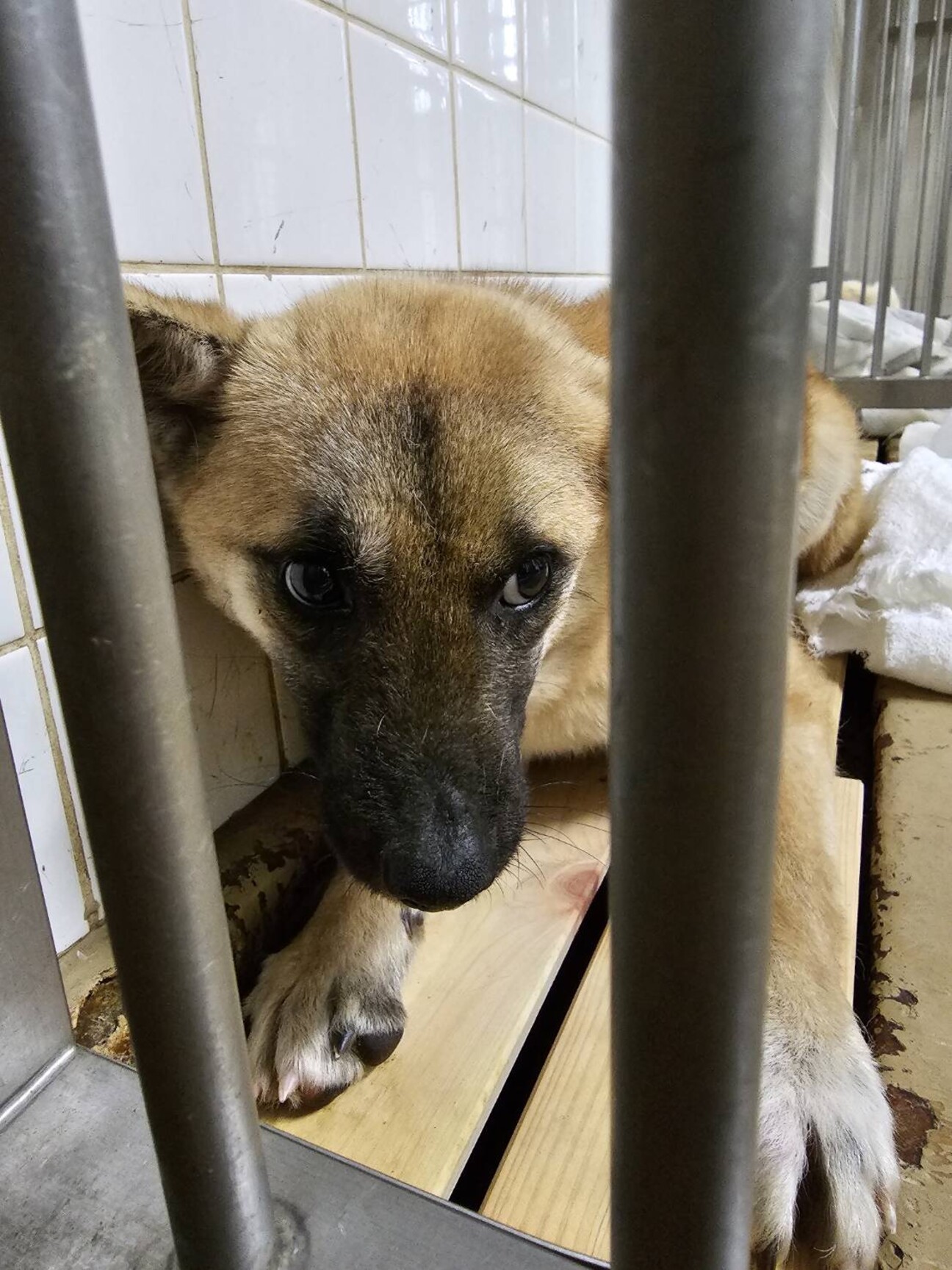 「処分対象 延長なし 収容...」山口県 - 犬の里親募集(482711) :: ペットのおうち【里親決定25万頭！】