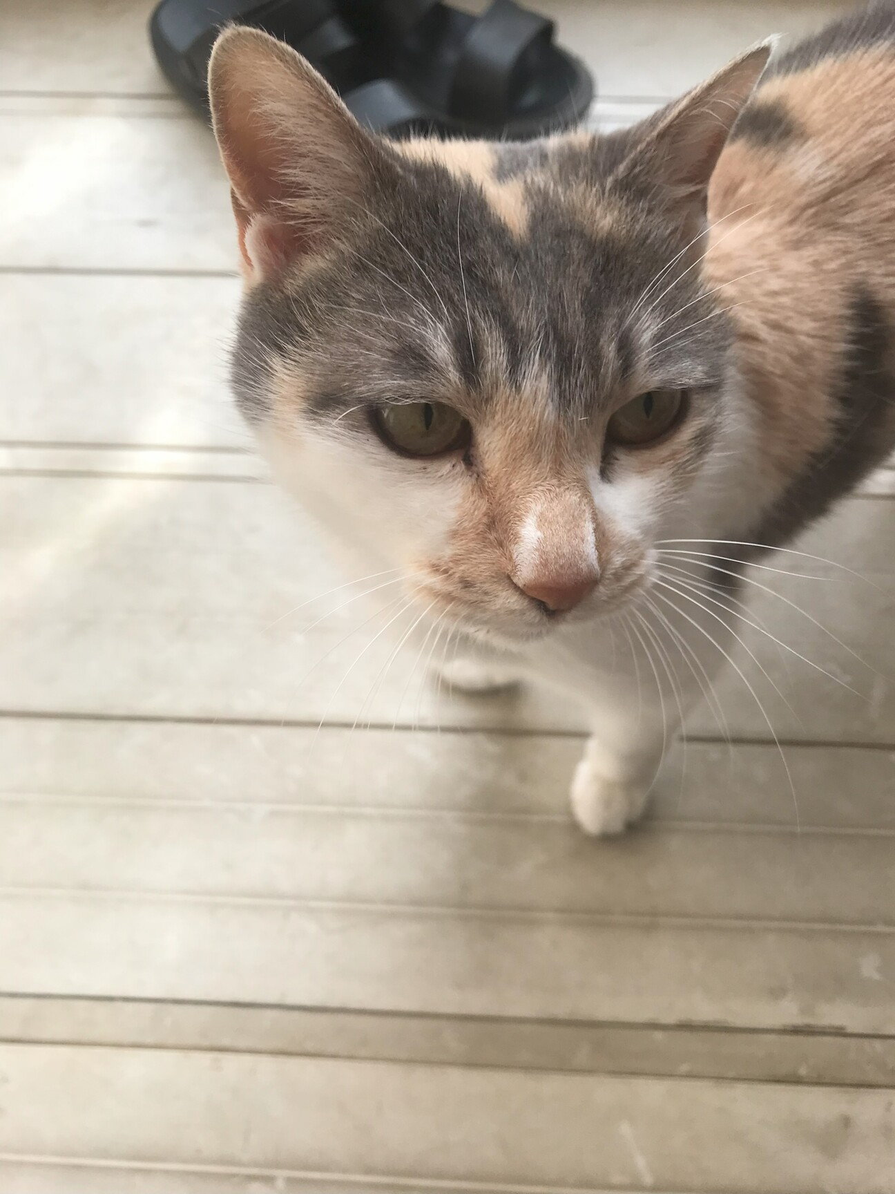 「人なつっこい性格です」神奈川県 - 猫の里親募集(483297) :: ペットのおうち【里親決定28万頭！】