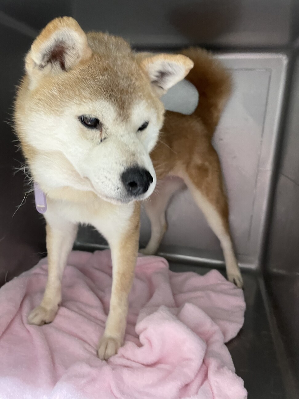 「活発な柴の女の子すずちゃん」東京都 - 犬の里親募集(483324) 3枚目の画像 :: ペットのおうち【里親決定25万頭！】