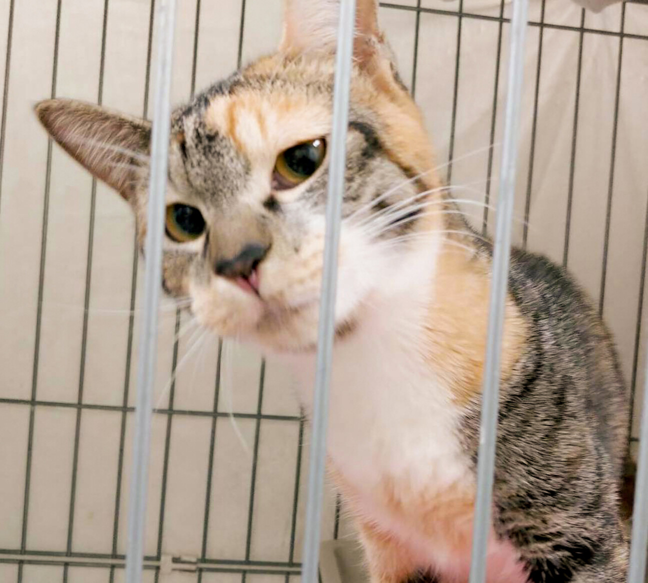 「Help3/27期限 ま...」岡山県 - 猫の里親募集(483415) 6枚目の画像 :: ペットのおうち【里親決定25万頭！】