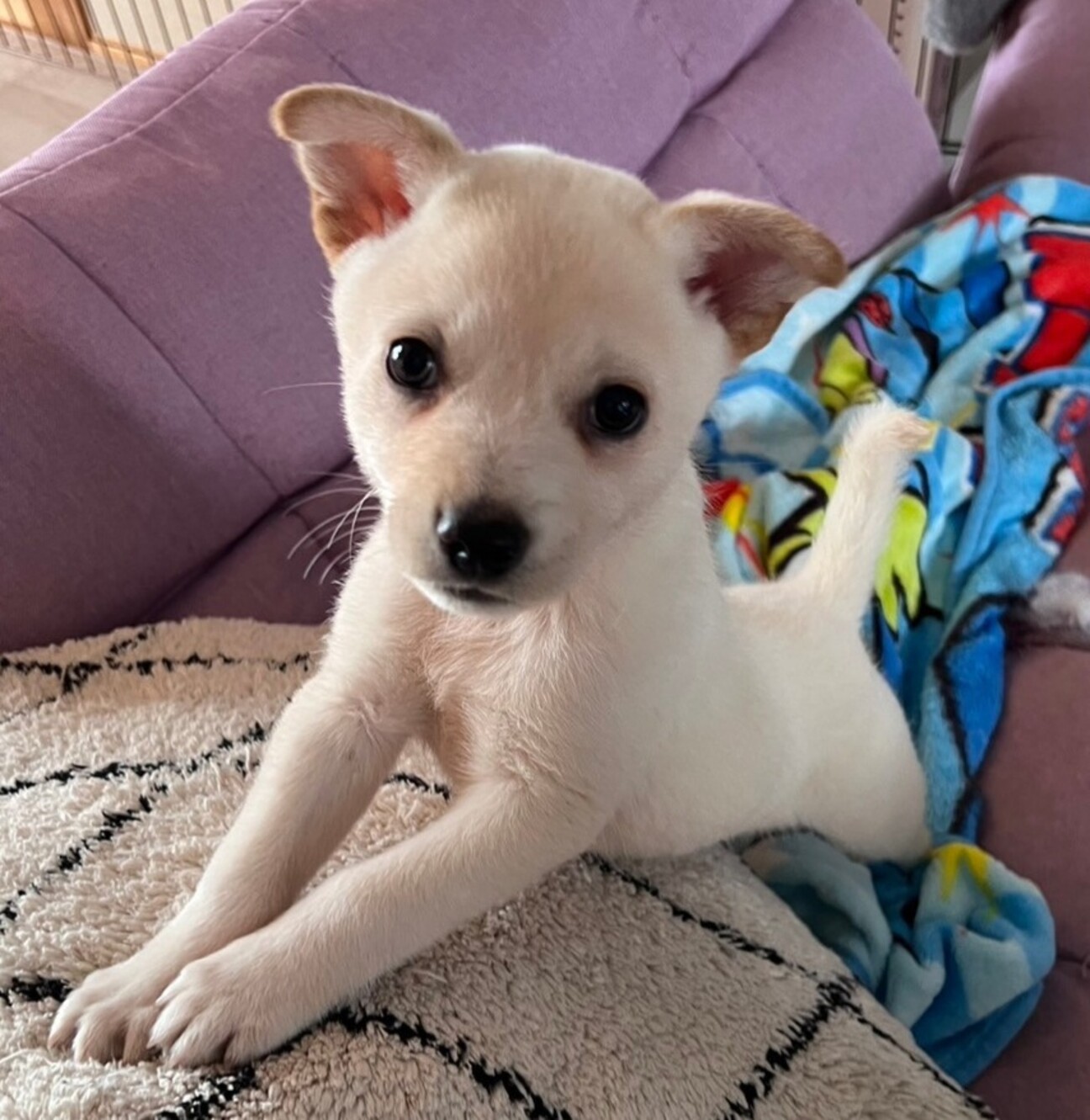 「人も犬も大好きな『しぐれ...」大阪府 - 犬の里親募集(483417) :: ペットのおうち【里親決定27万頭！】