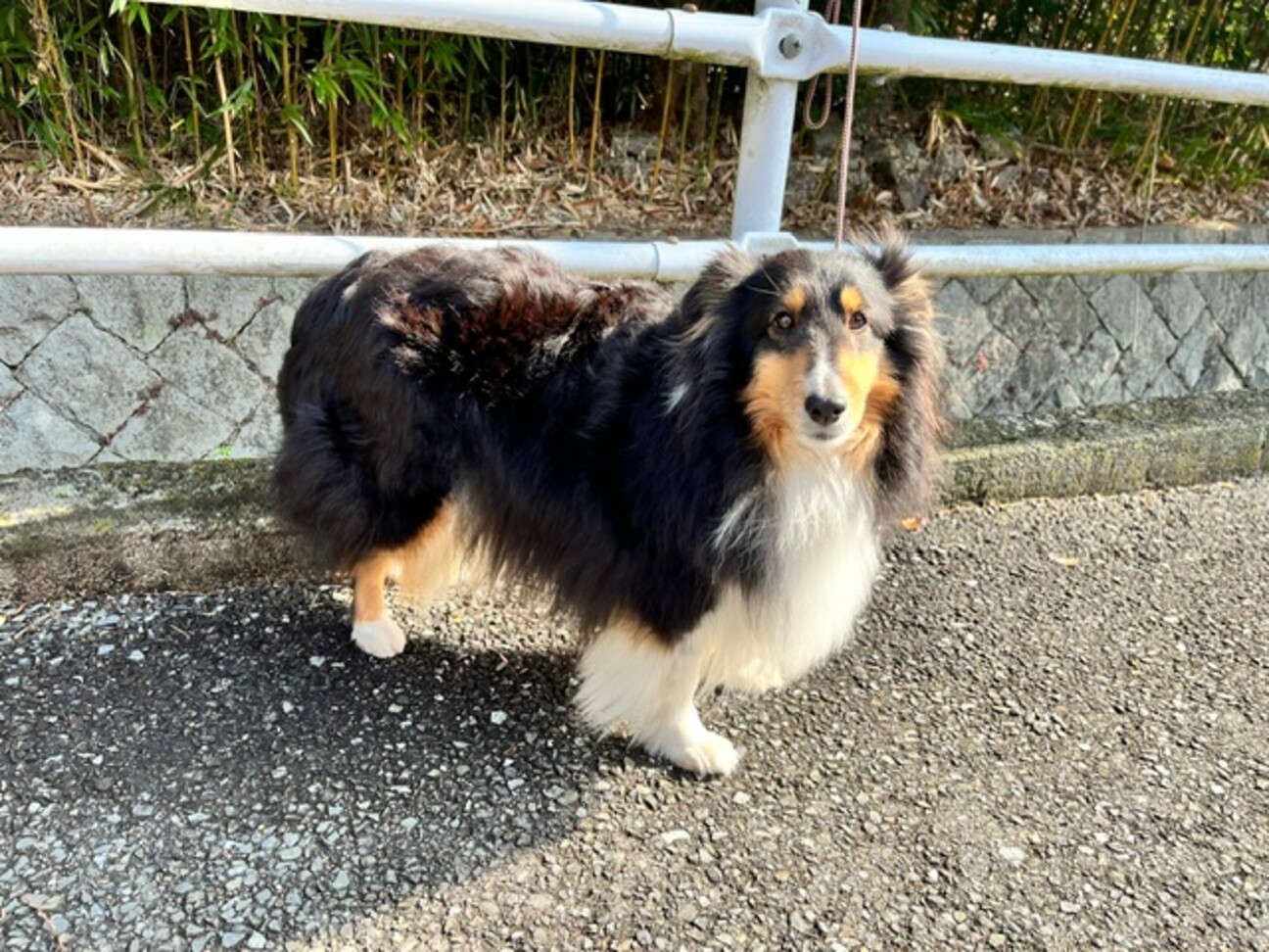 「シェルティの女の子里親募集」兵庫県 - 犬の里親募集(484244) 2枚目の画像 :: ペットのおうち【里親決定25万頭！】