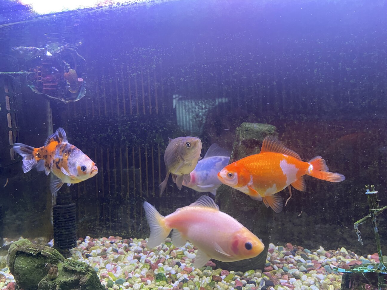 「引越しに際し、金魚里親に...」三重県 - 熱帯魚・観賞魚の里親募集(484410) :: ペットのおうち【里親決定25万頭！】