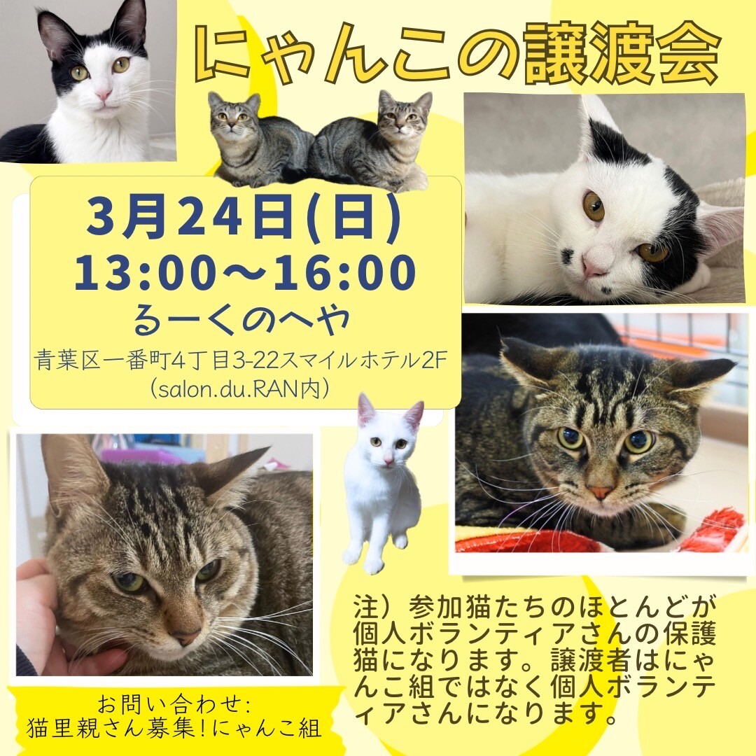 「にゃんこの譲渡会(にゃん...」（茂庭台にゃんこ〜おうち見つけ隊〜のイベント #21851） :: ペットのおうち【里親決定25万頭！】
