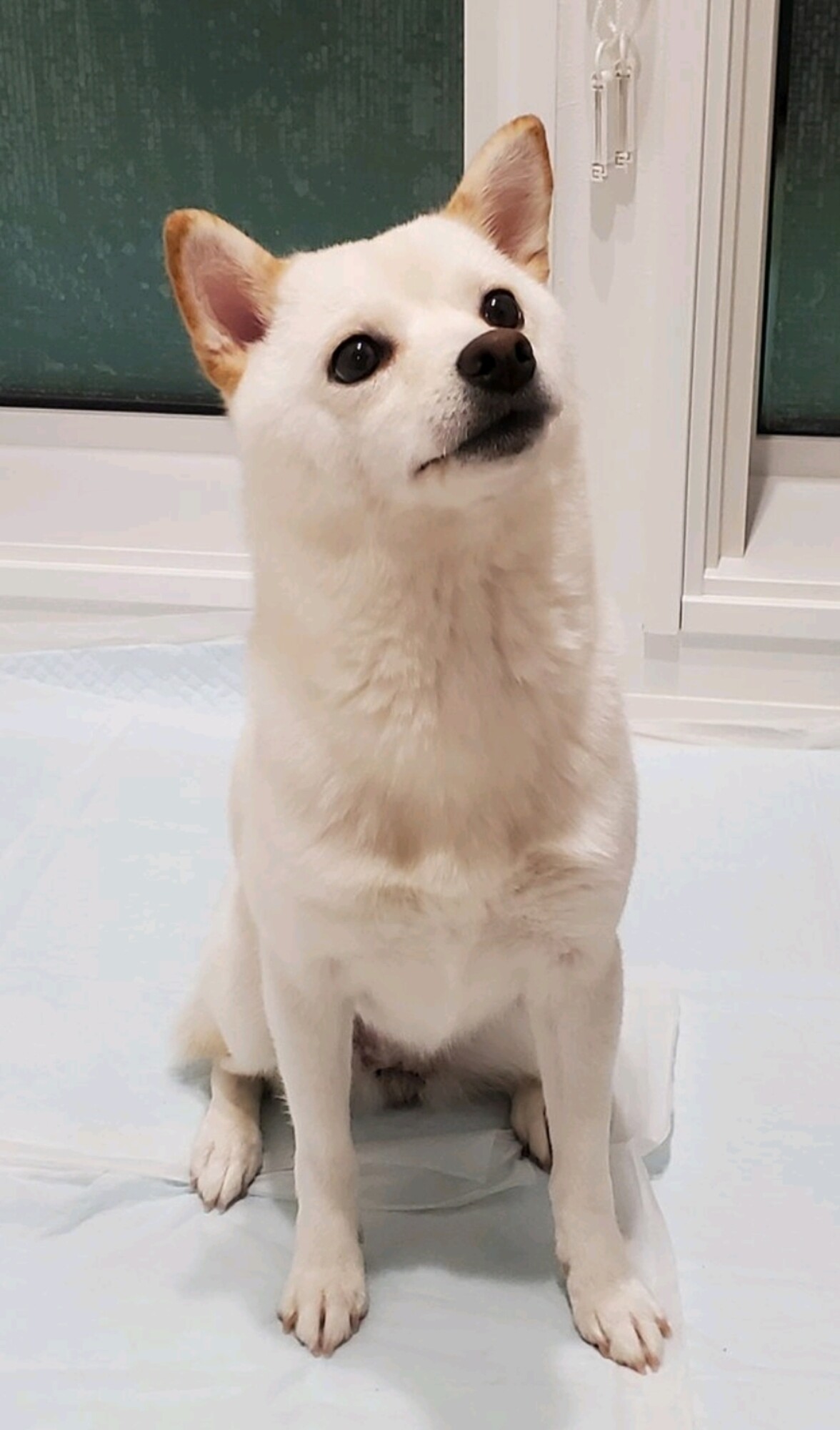 「里親決定しました」石川県 - 犬の里親募集(485046) :: ペットのおうち【里親決定25万頭！】