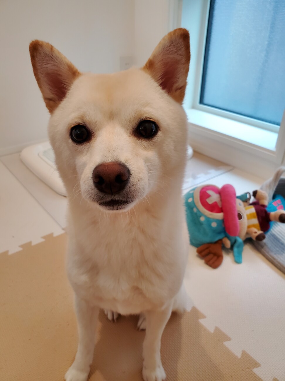 「里親決定しました」石川県 - 犬の里親募集(485046) 2枚目の画像 :: ペットのおうち【里親決定25万頭！】
