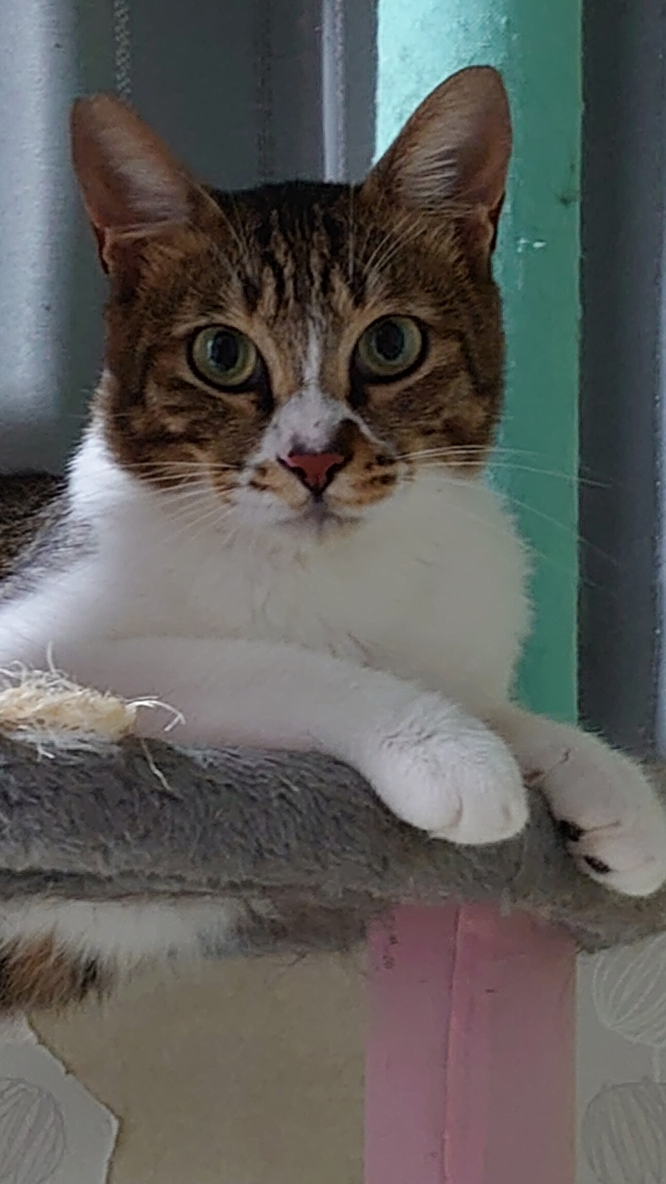 「美男子なキジ白猫さんの里...」千葉県 - 猫の里親募集(485114) :: ペットのおうち【里親決定28万頭！】