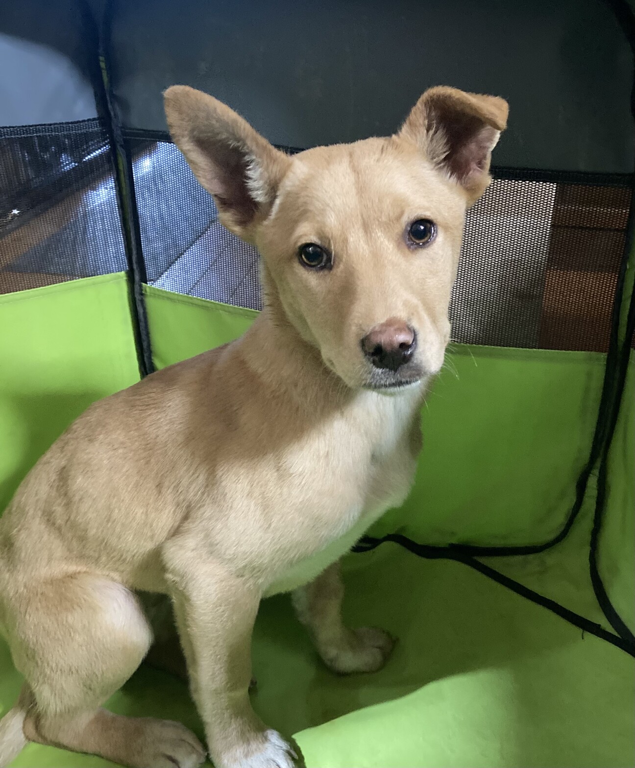 「保健所からレスキュー！ ...」愛知県 - 犬の里親募集(485433) :: ペットのおうち【里親決定25万頭！】