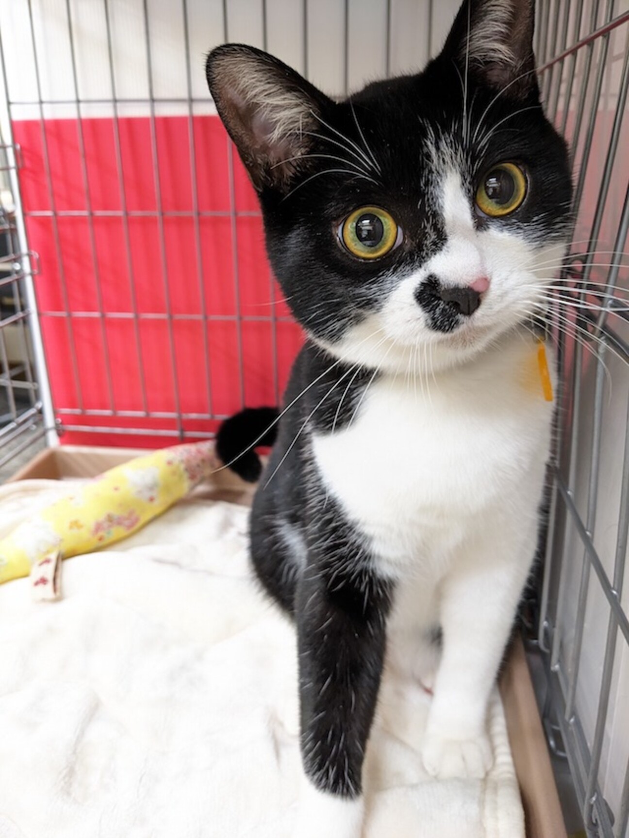 「3/24東日本橋 テンシ...」東京都 - 猫の里親募集(485466) 3枚目の画像 :: ペットのおうち【里親決定25万頭！】