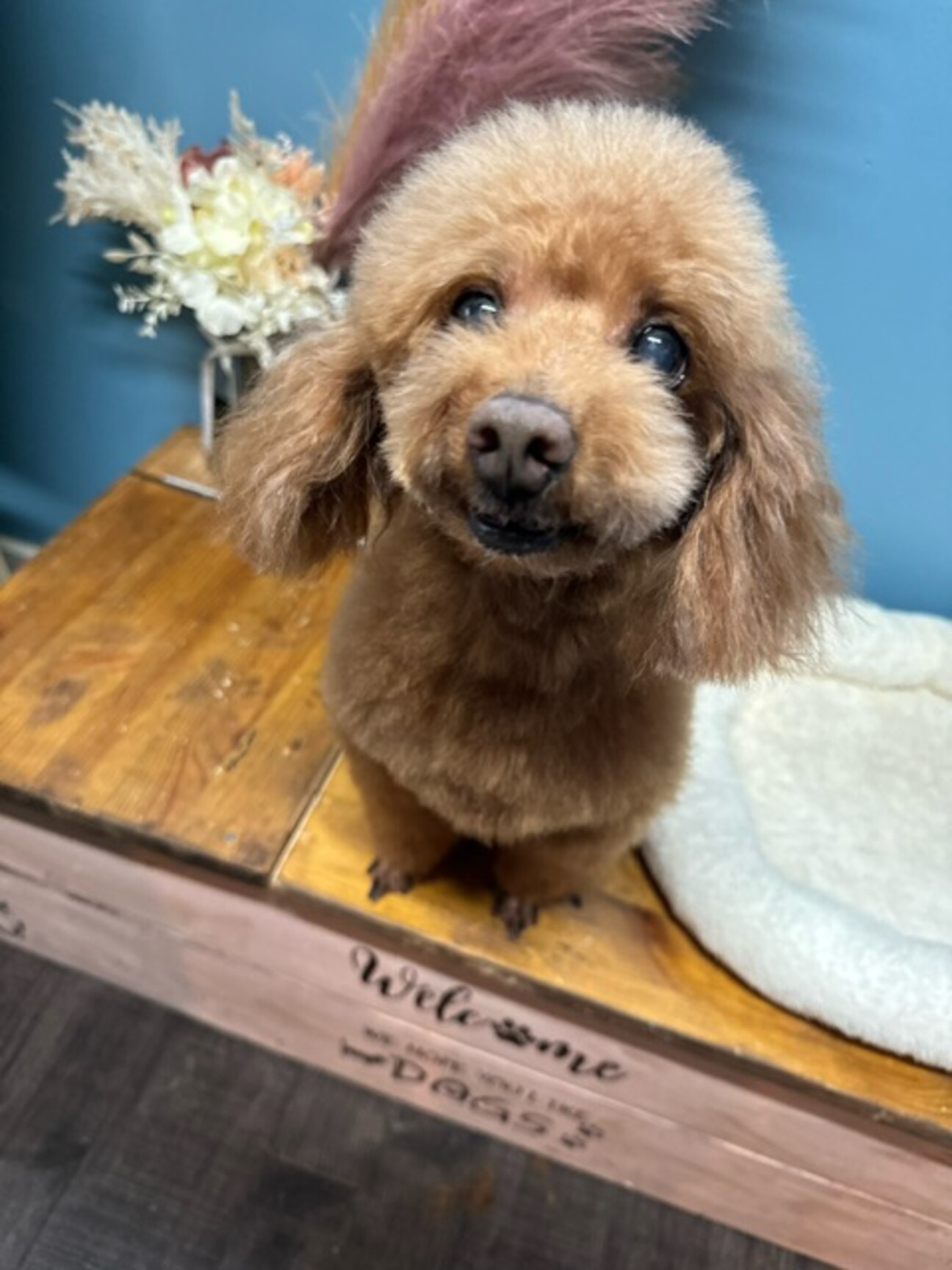 「トイプードルコビーくんの...」大阪府 - 犬の里親募集(484024) :: ペットのおうち【里親決定28万頭！】