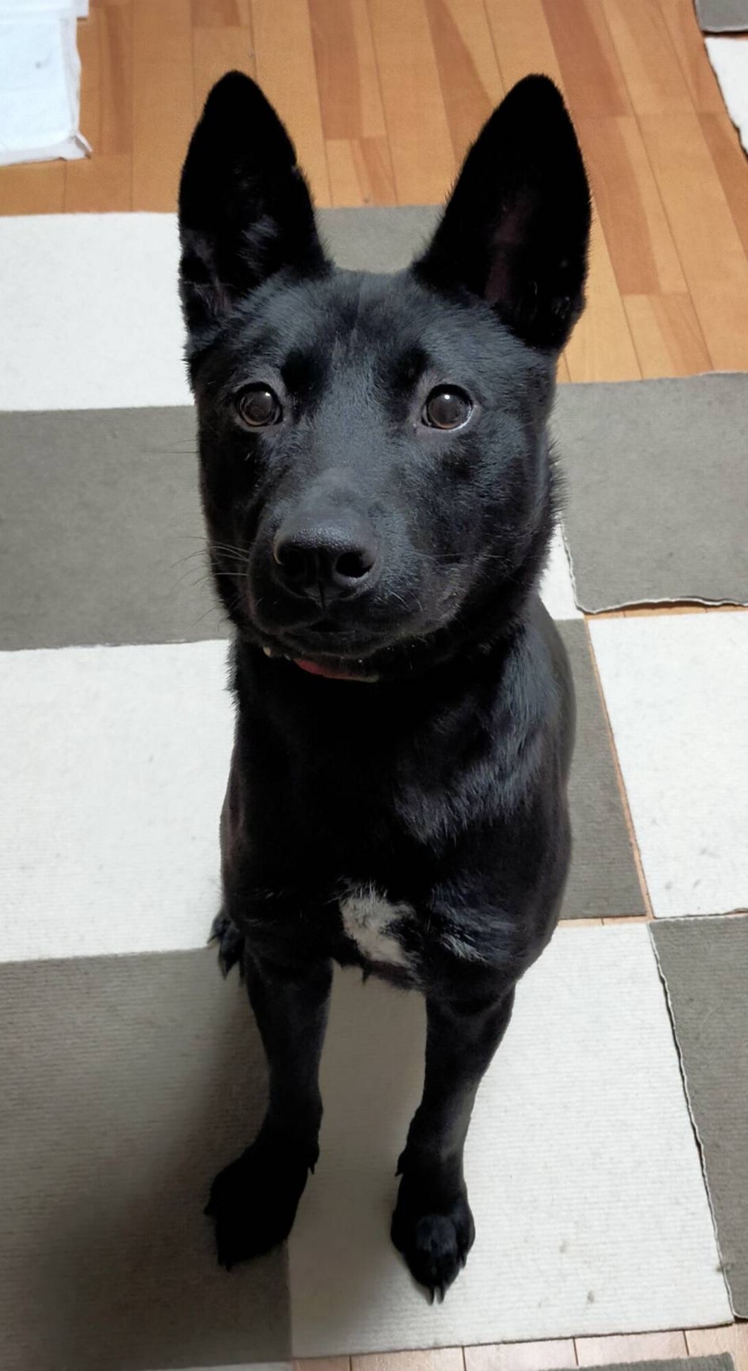 「珍しい黒犬！くりくりお目...」岡山県 - 犬の里親募集(480780) :: ペットのおうち【里親決定25万頭！】