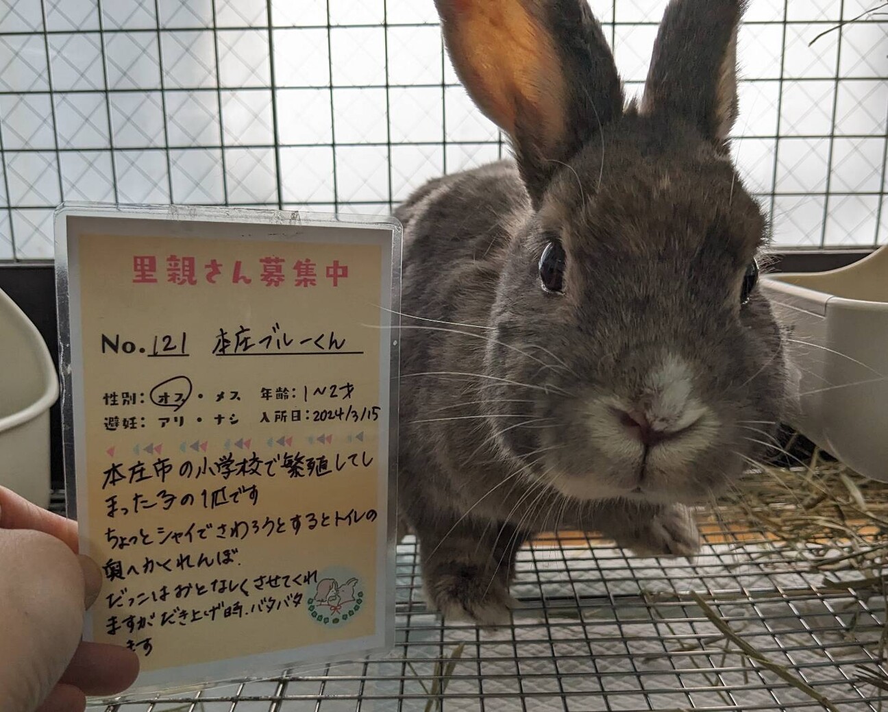 「No121本庄ブルーくん」埼玉県 - 小動物の里親募集(486037) :: ペットのおうち【里親決定25万頭！】