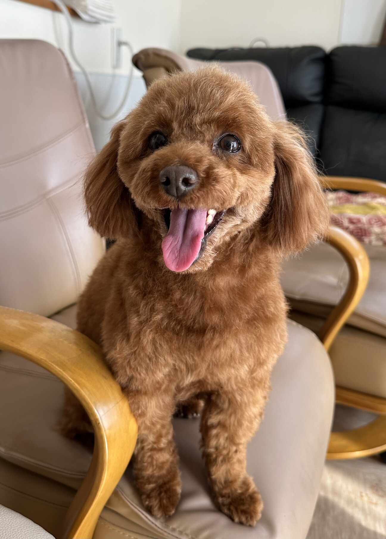 「人懐っこいトイプードルの...」埼玉県 - 犬の里親募集(483928) 3枚目の画像 :: ペットのおうち【里親決定25万頭！】