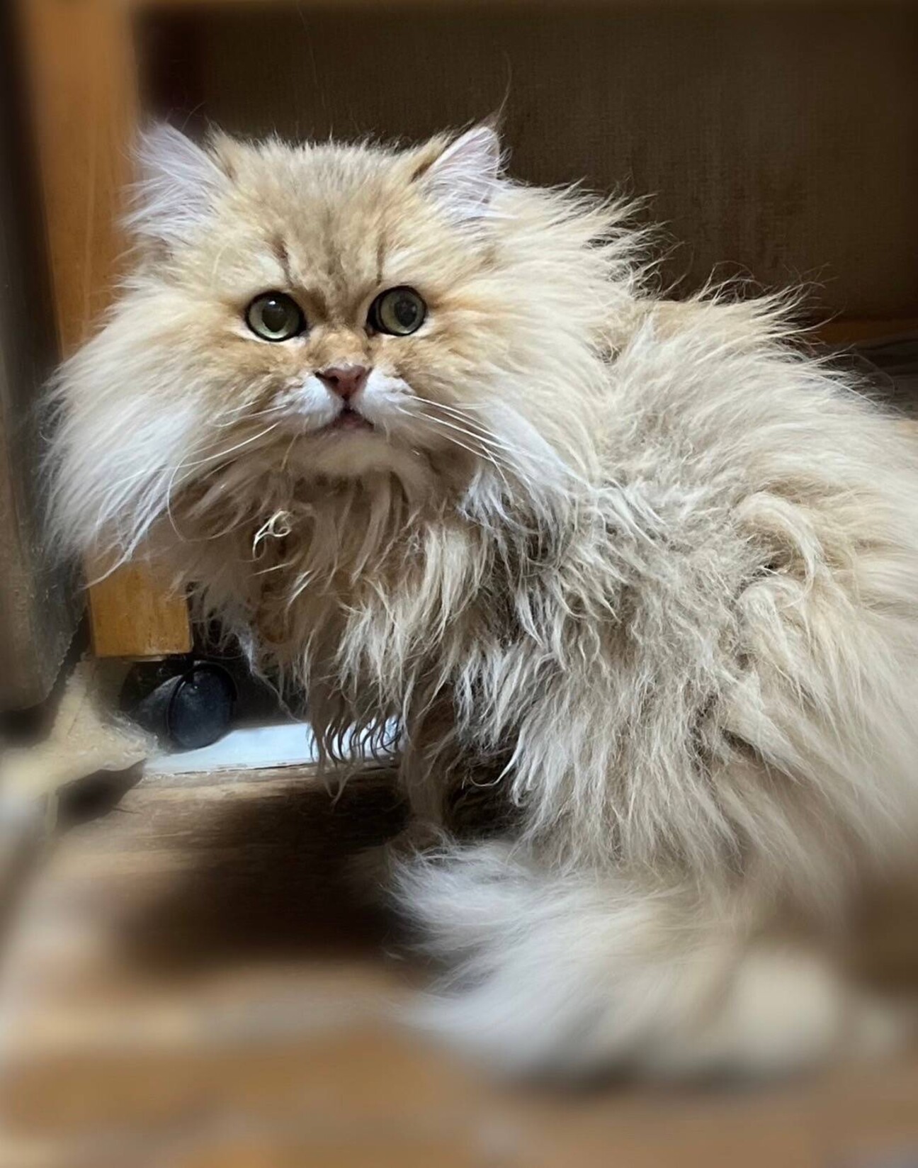 クレアス】おかげさまで...」神奈川県 - 猫の里親募集(486141) :: ペットのおうち【里親決定28万頭！】