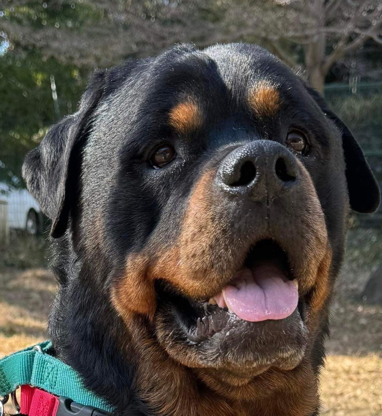 「ロットワイラー男の子」大阪府 - 犬の里親募集(486535) :: ペットのおうち【里親決定29万頭！】