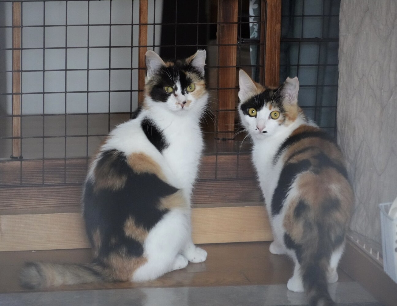 「元気な三毛猫、Queen...」山梨県 - 猫の里親募集(483507) :: ペットのおうち【里親決定25万頭！】